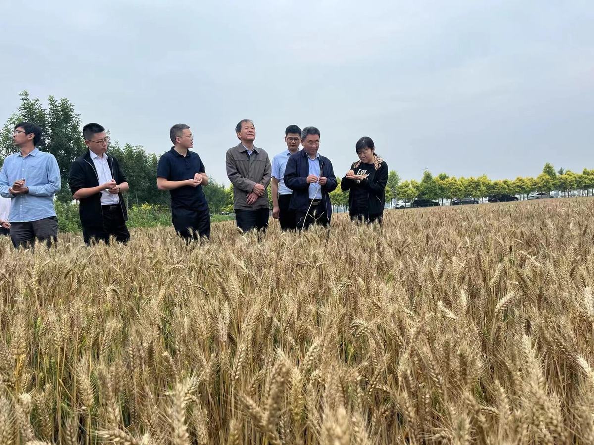 快讯！河南18个省级专家组正在全省各地开展技术指导服务河南要闻河南省人民政府门户网站